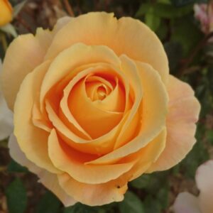 Cants Roses – Rose Specialists | Colchester, Essex