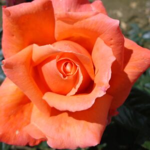 Cants Roses – Rose Specialists | Colchester, Essex