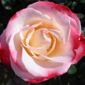 Cants Roses – Rose Specialists | Colchester, Essex