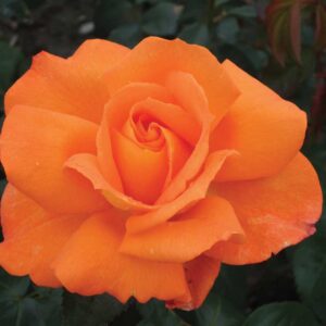 Cants Roses – Rose Specialists | Colchester, Essex