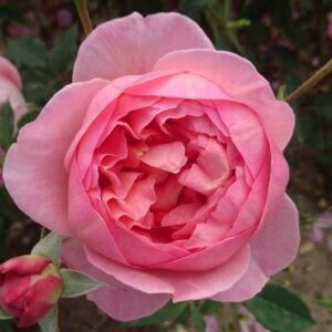 Cants Roses – Rose Specialists | Colchester, Essex